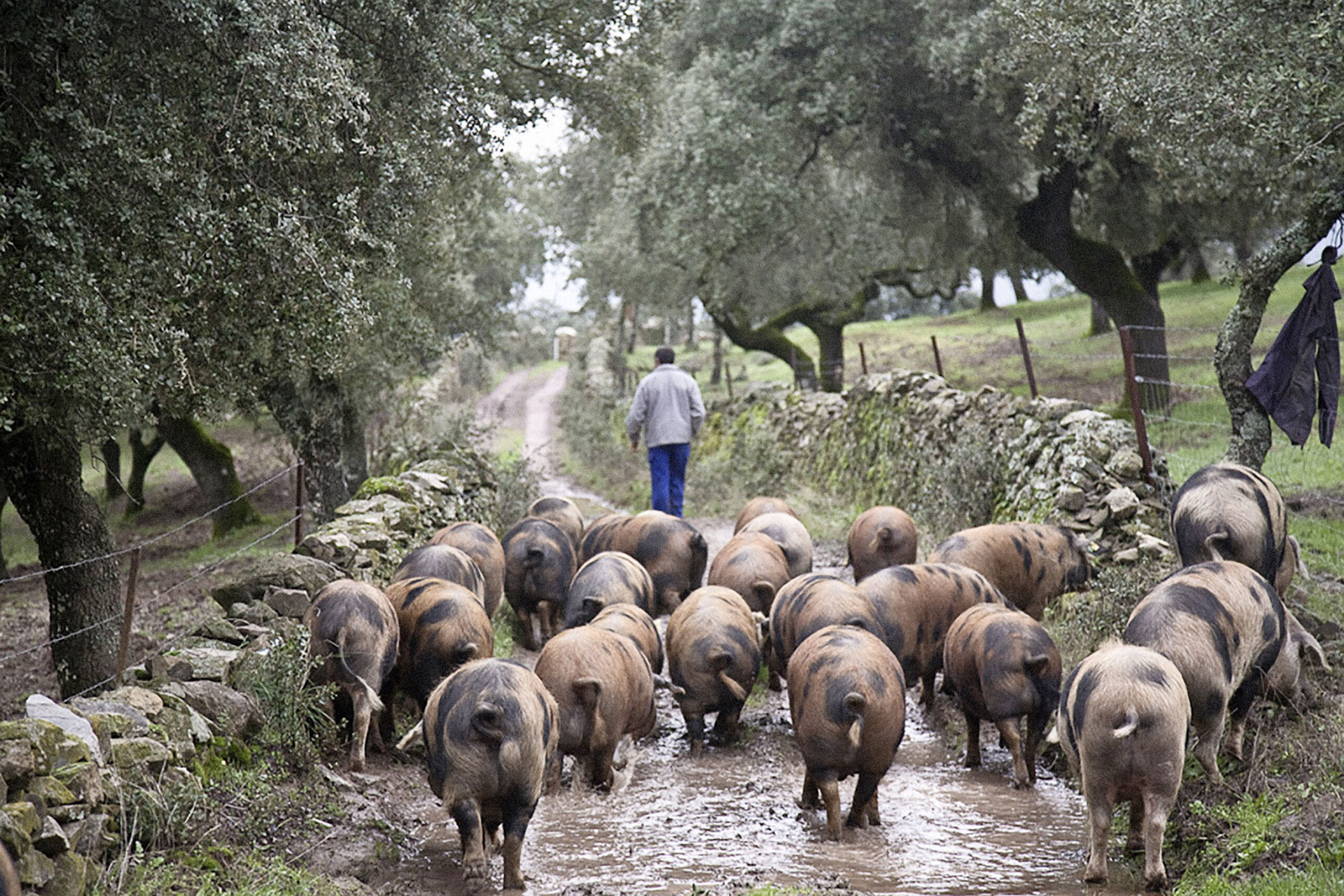 Pigs are vegetarians too | Open | Prodir