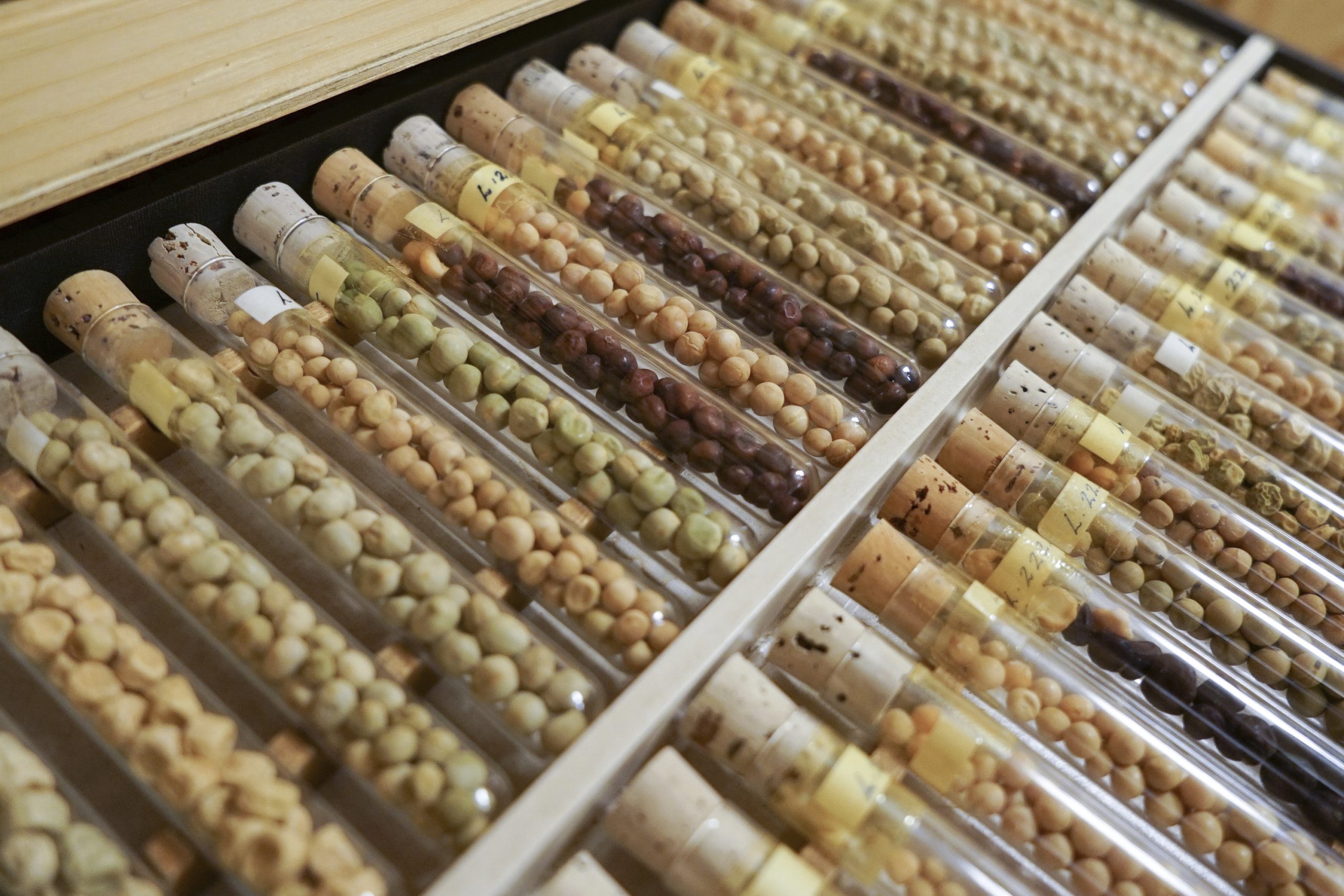 S.O.S (Save our seeds) | Open | Prodir